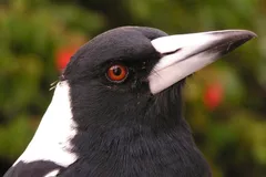 What to do if you find a baby magpie in the wild