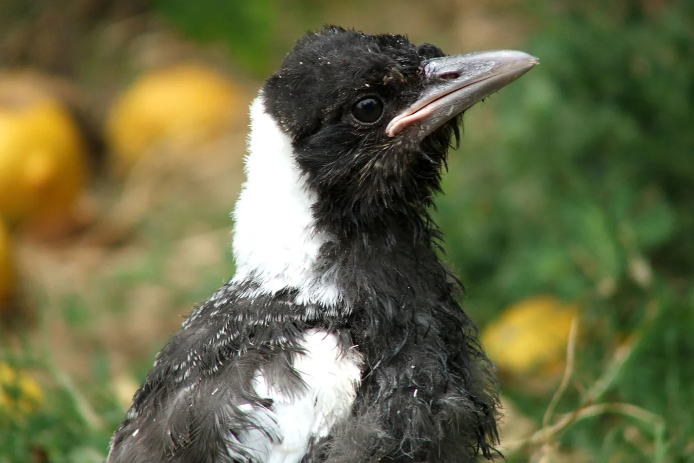 What to do if you find a baby magpie in the wild