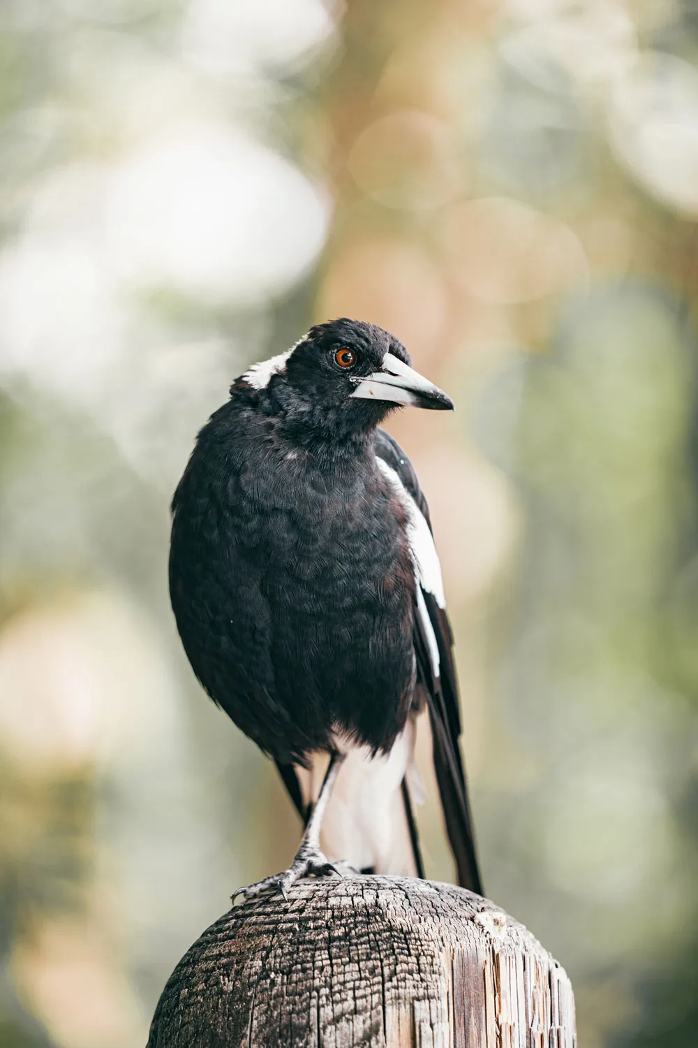 What to do if you find a baby magpie in the wild