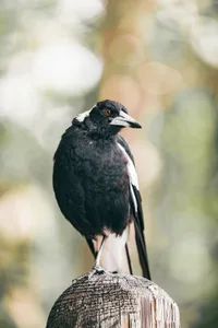 What to do if you find a baby magpie in the wild
