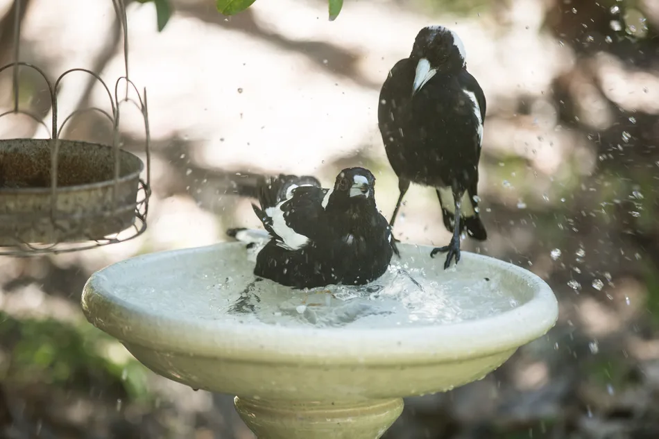 What to do if you find a baby magpie in the wild