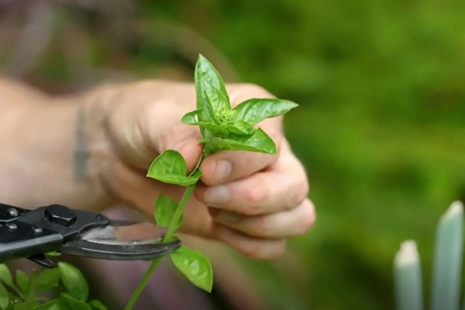 Pruning Tip: How To Grow Basil From Plant