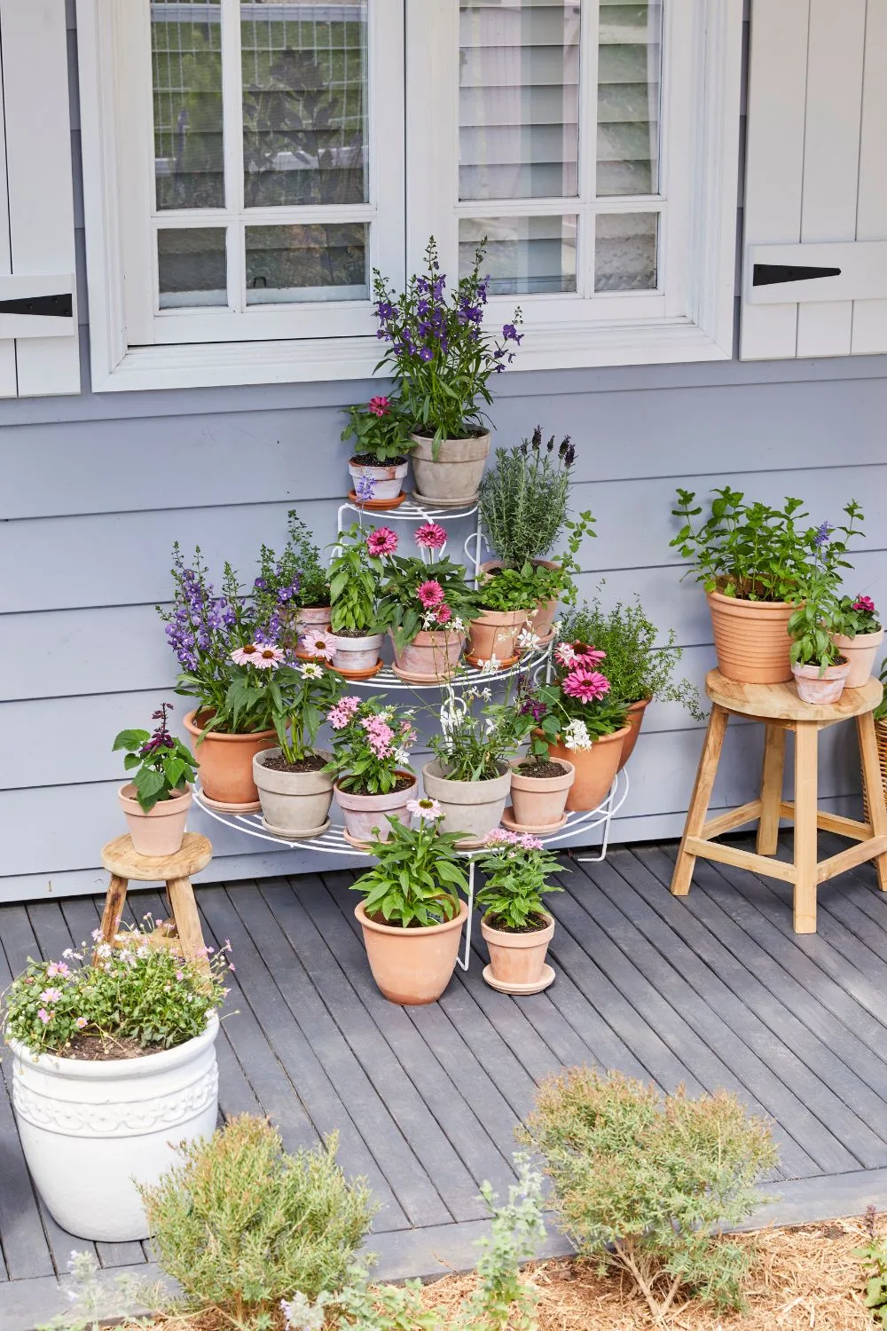 Australian cottage garden featuring native plants