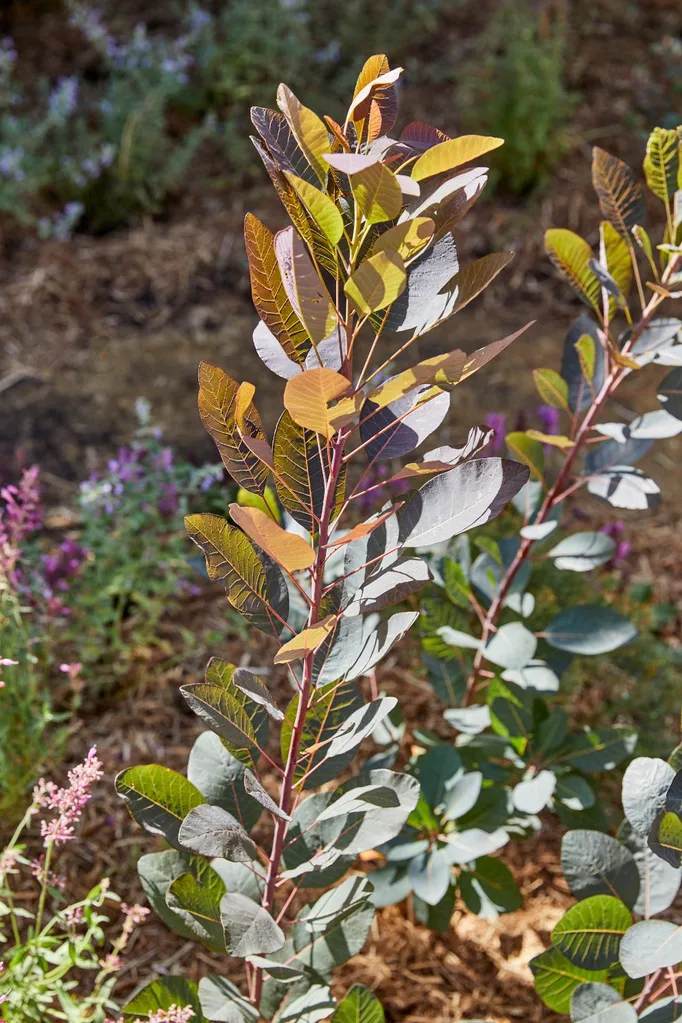 Australian cottage garden featuring native plants