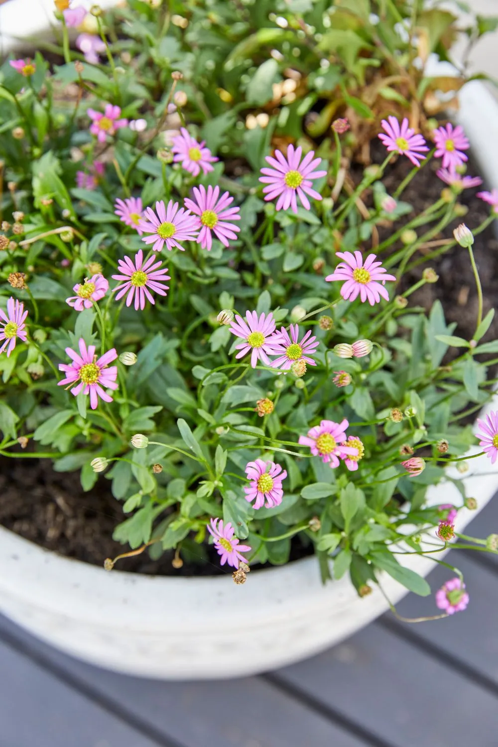 Australian cottage garden featuring native plants