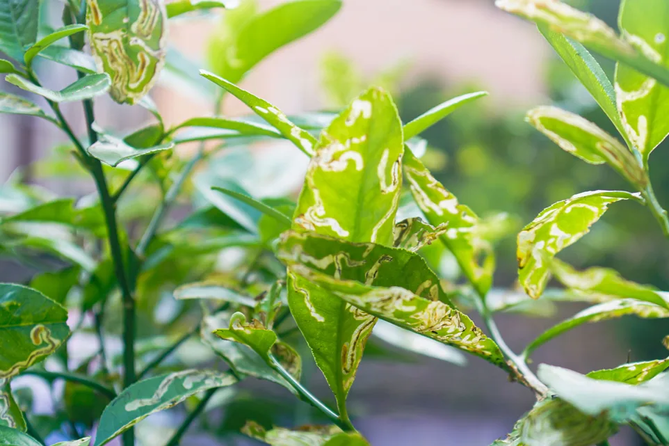 How to control and prevent citrus leafminer
