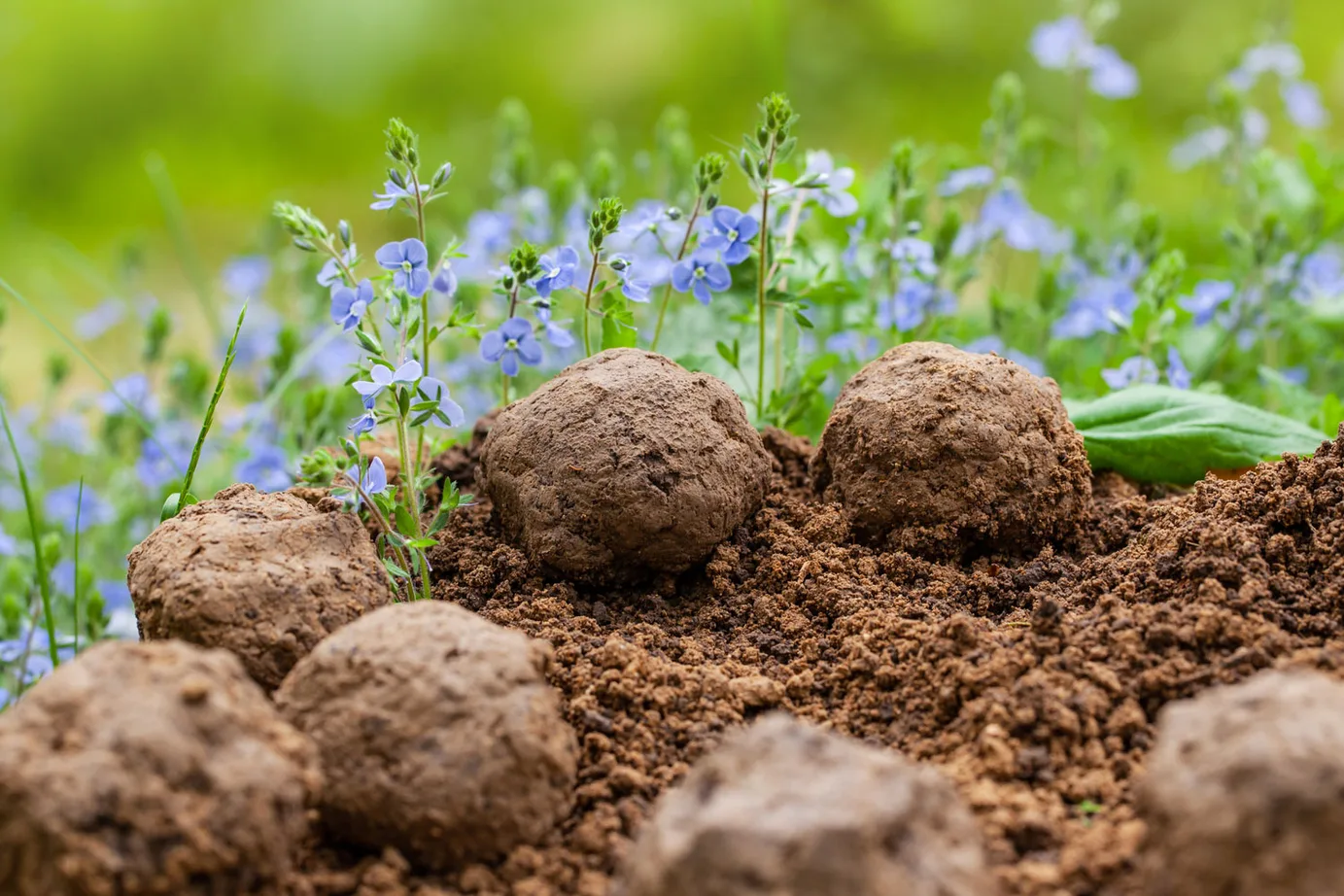 Seed bombs: the old-school gardening method reviving native plants ...