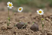 Seed bombs: the old-school gardening method reviving native plants ...