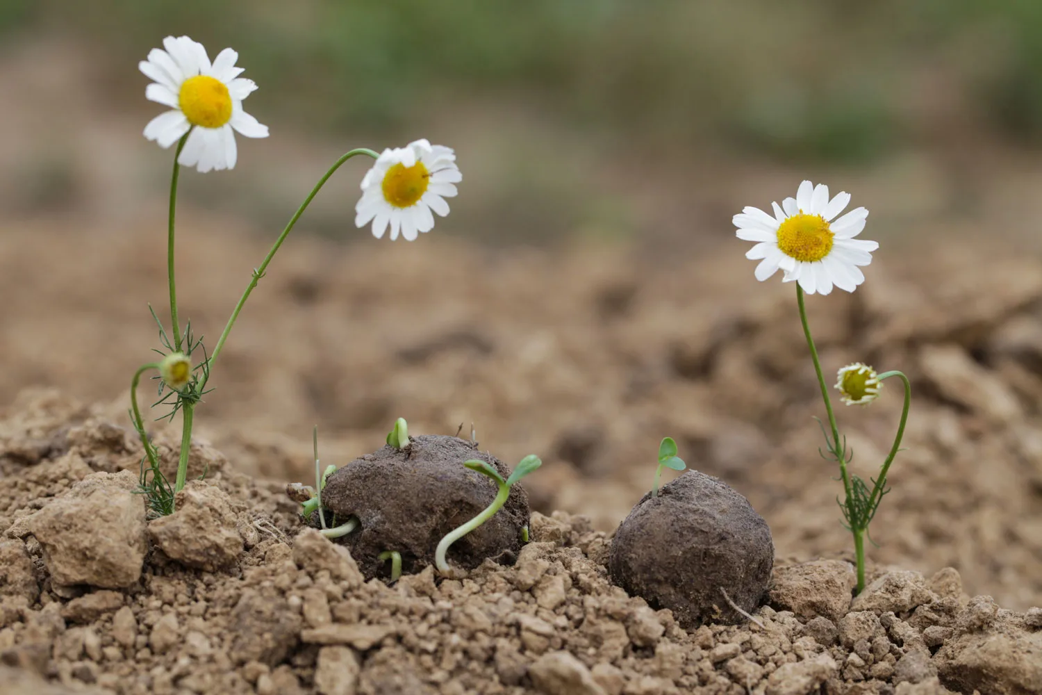 Seed bombs: the old-school gardening method reviving native plants ...