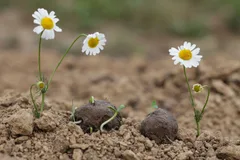 Seed bombs: the old-school gardening method reviving native plants ...