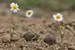 Seed bombs: the old-school gardening method reviving native plants ...