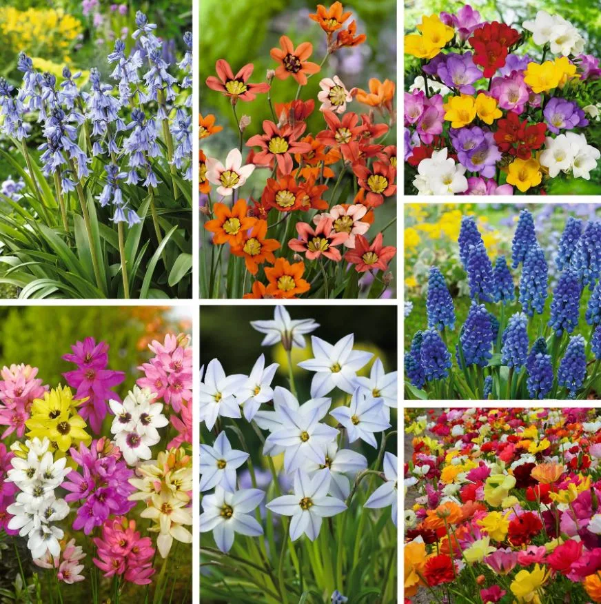 How to plant and grow bulbs | Better Homes & Gardens Australia