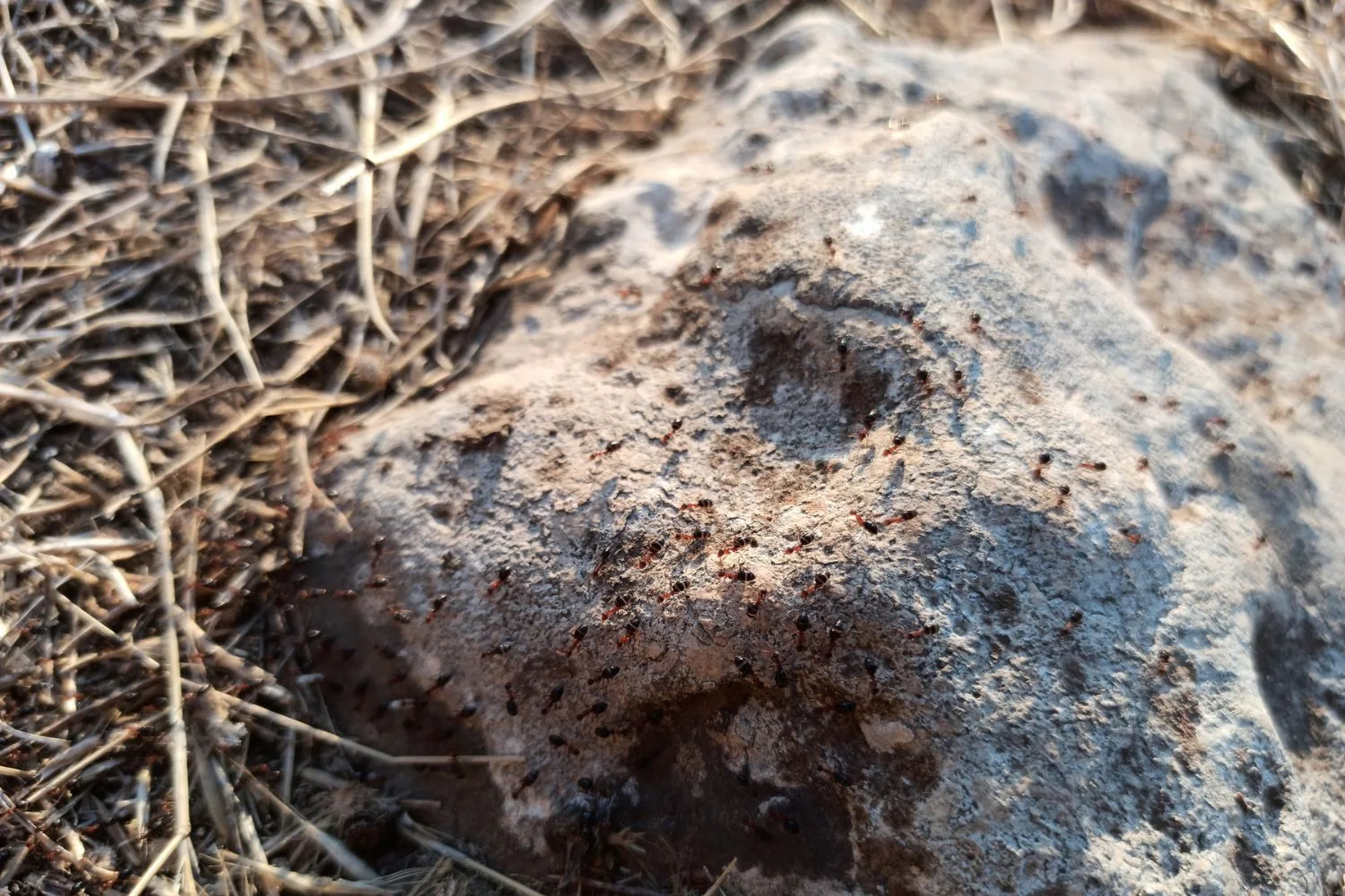 What Are Fire Ants and Why They're a Threat