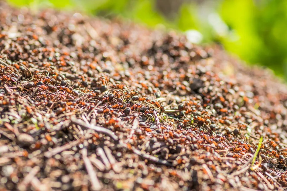 What Are Fire Ants and Why They're a Threat