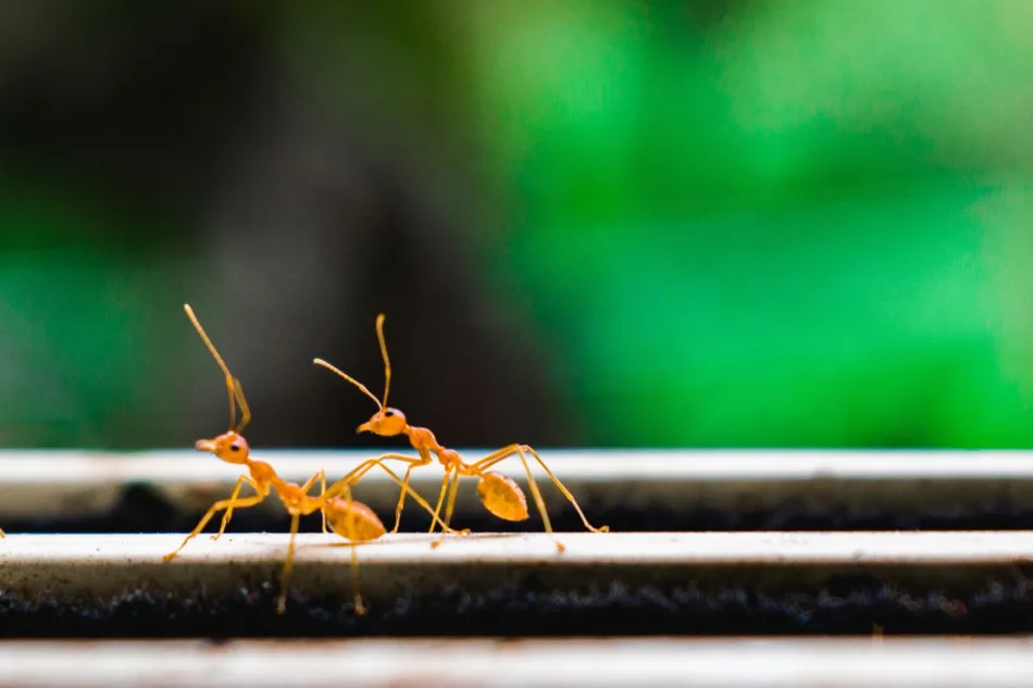 What Are Fire Ants and Why They're a Threat
