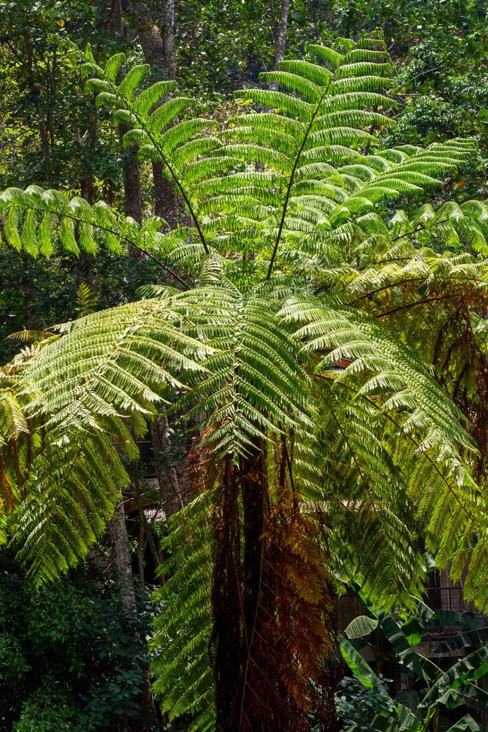 8 Shade-Loving Plants You Can Use To Grow A Fern Garden