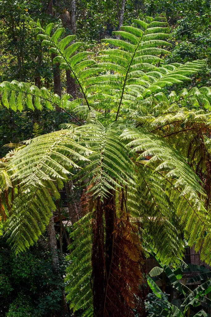 8 Shade-Loving Plants You Can Use To Grow A Fern Garden