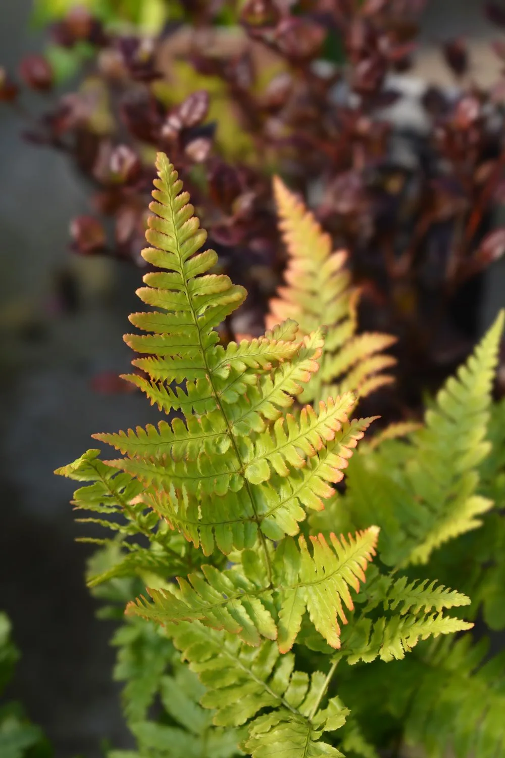 8 Shade-Loving Plants You Can Use To Grow A Fern Garden