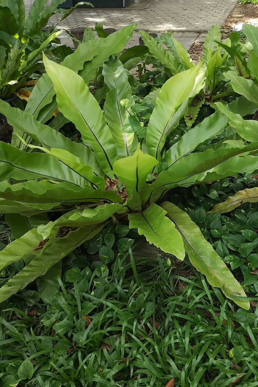 8 Shade-Loving Plants You Can Use To Grow A Fern Garden