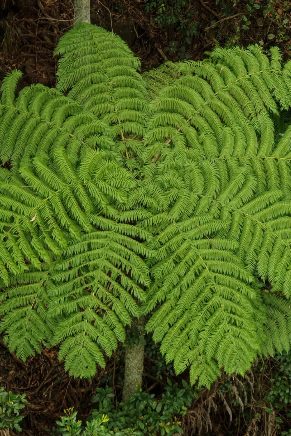 8 Shade-Loving Plants You Can Use To Grow A Fern Garden