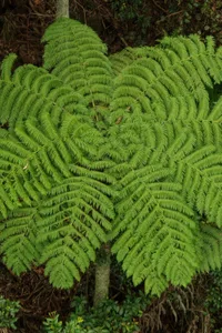 8 Shade-Loving Plants You Can Use To Grow A Fern Garden
