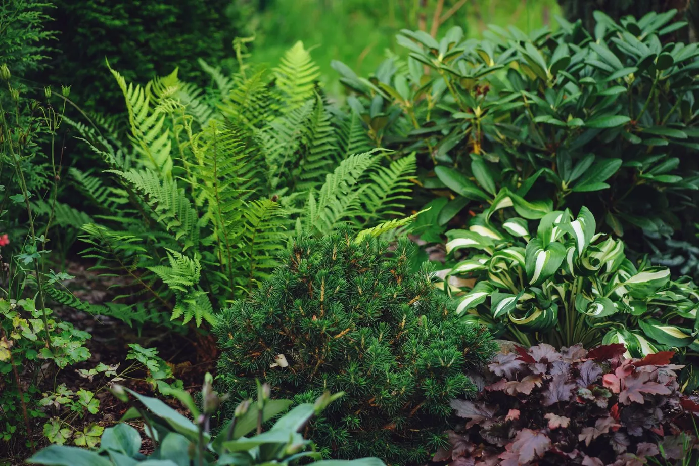 8 Shade-Loving Plants You Can Use To Grow A Fern Garden