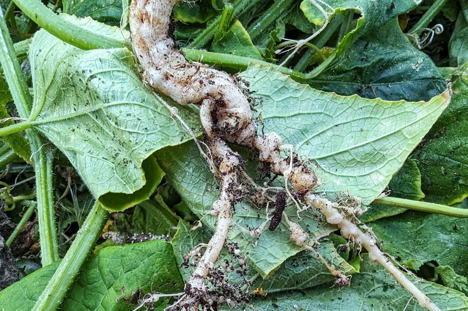 What Is A Nematode And How To Best Prevent Them In The Garden | Better ...