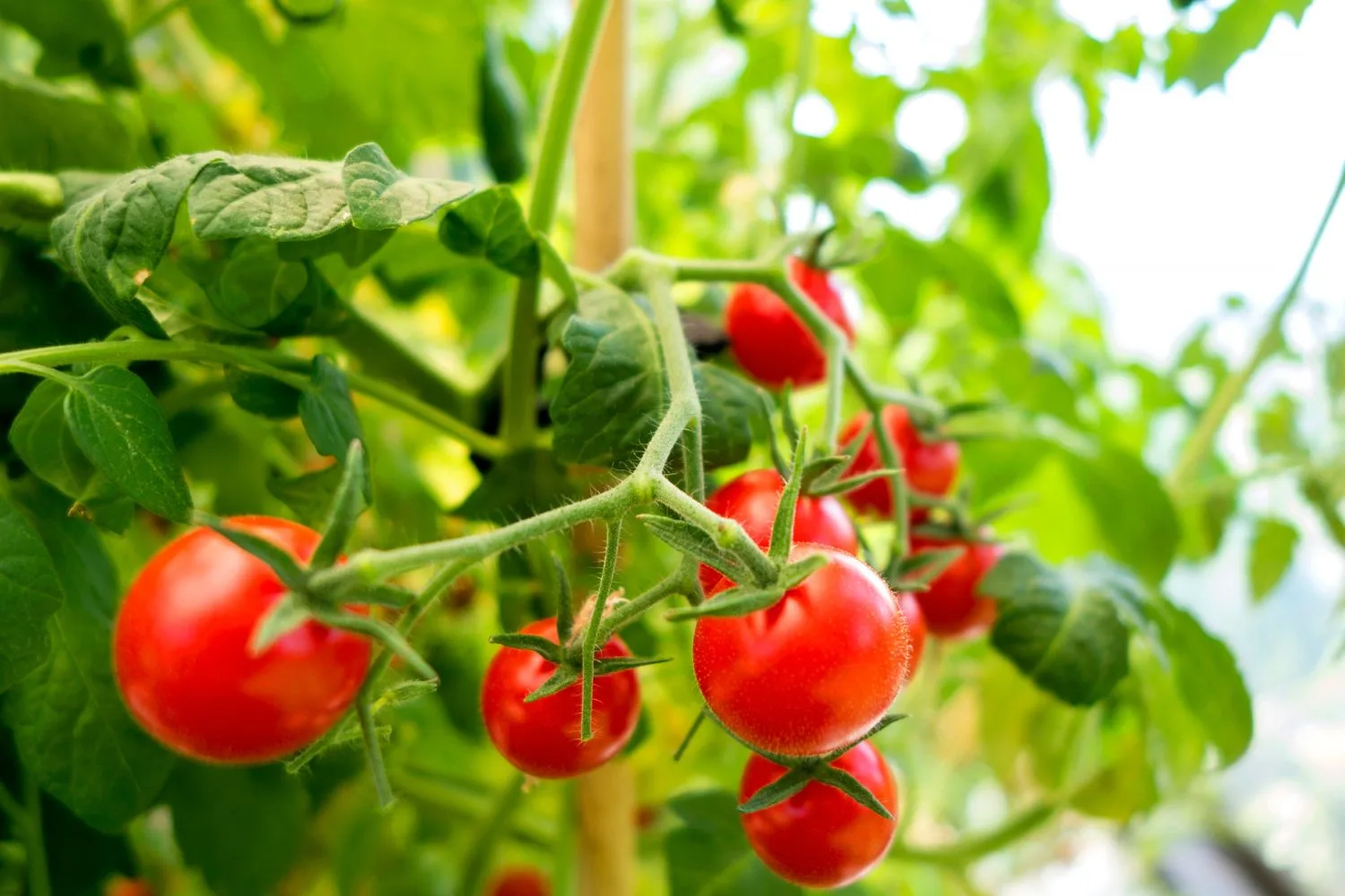 What Is A Nematode And How To Best Prevent Them In The Garden | Better ...