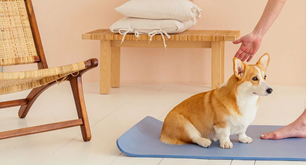 The Best Dog Mats to Keep Your Pup Comfortable in 2024