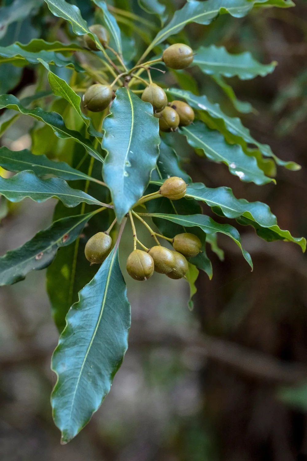 What Are Invasive Native Plants And What Can We Do About Them | Better ...