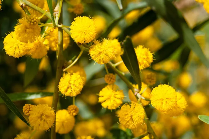 What Are Invasive Native Plants And What Can We Do About Them | Better ...