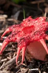 Stinkhorns: The Fungus Smelling Up Aussie Lawns
