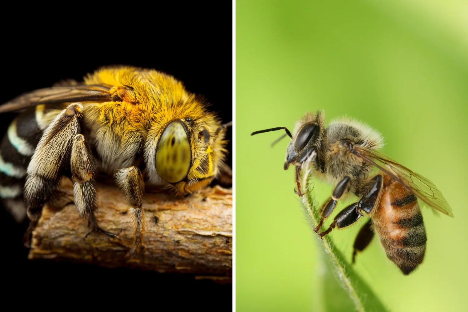 How To Help Native Bees | Better Homes and Gardens