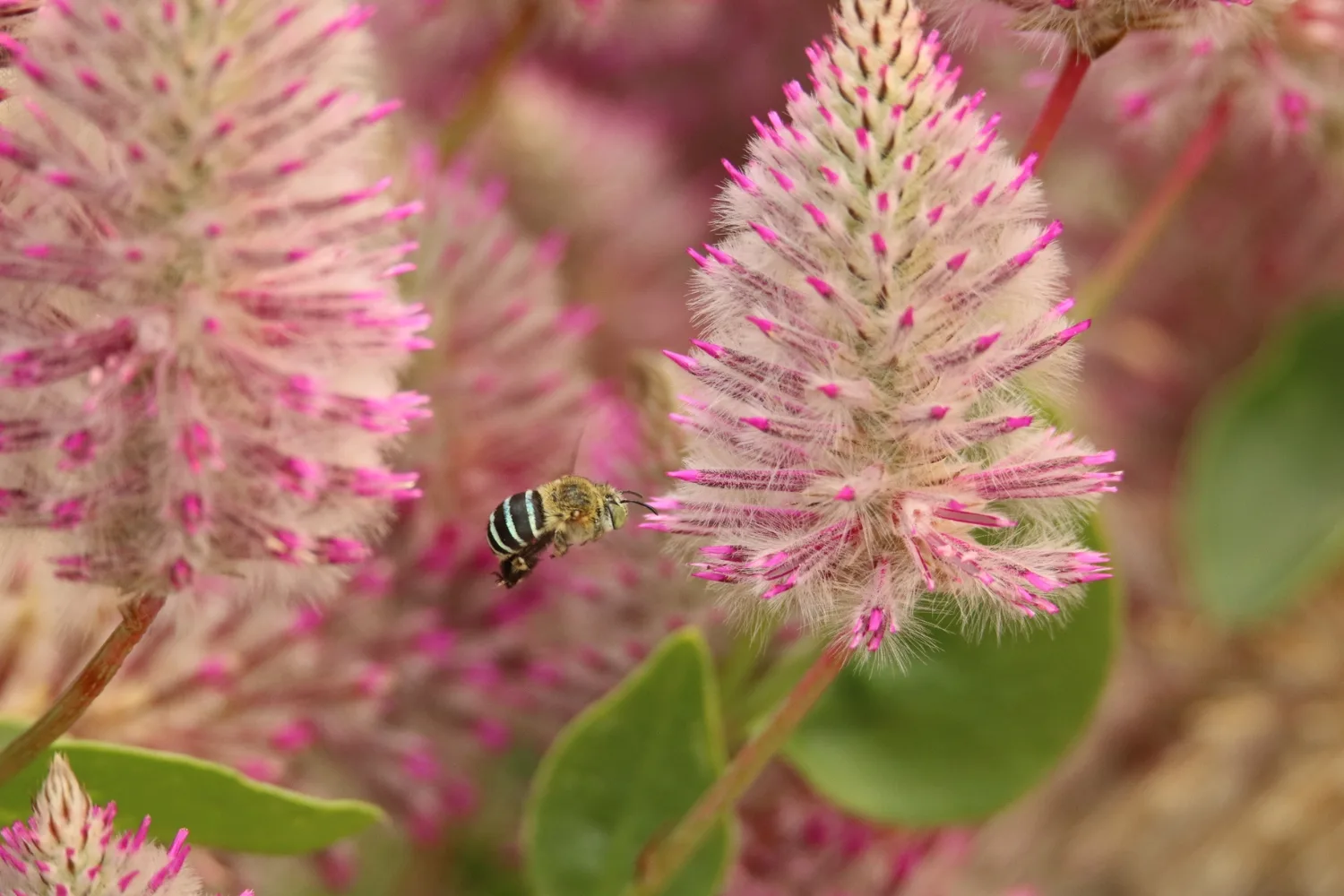 How To Help Native Bees | Better Homes & Gardens Australia