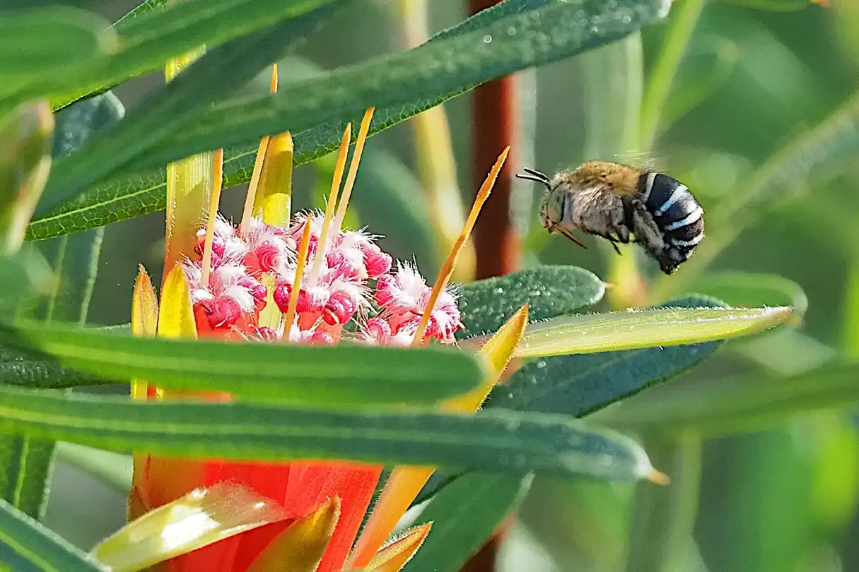 How To Help Native Bees | Better Homes & Gardens Australia