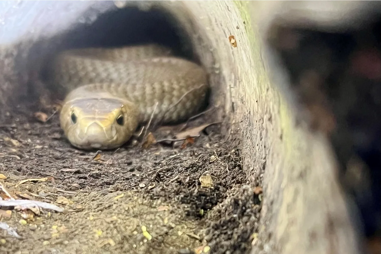 Where do snakes hibernate during winter?