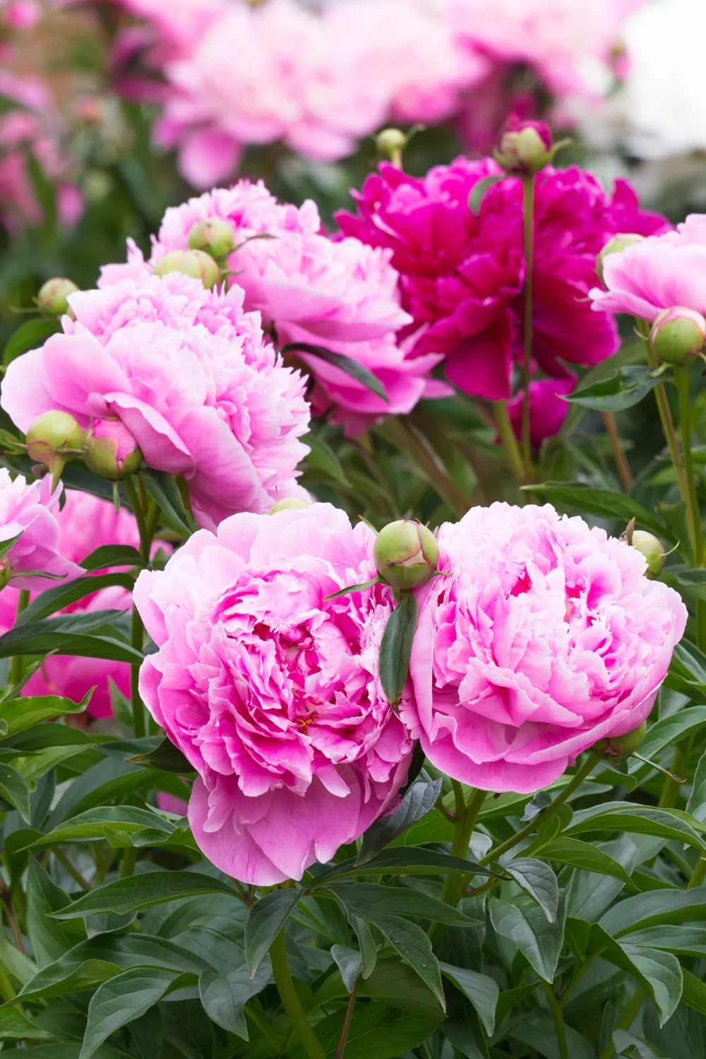 8 fragrant flowers for the sweetest smelling garden