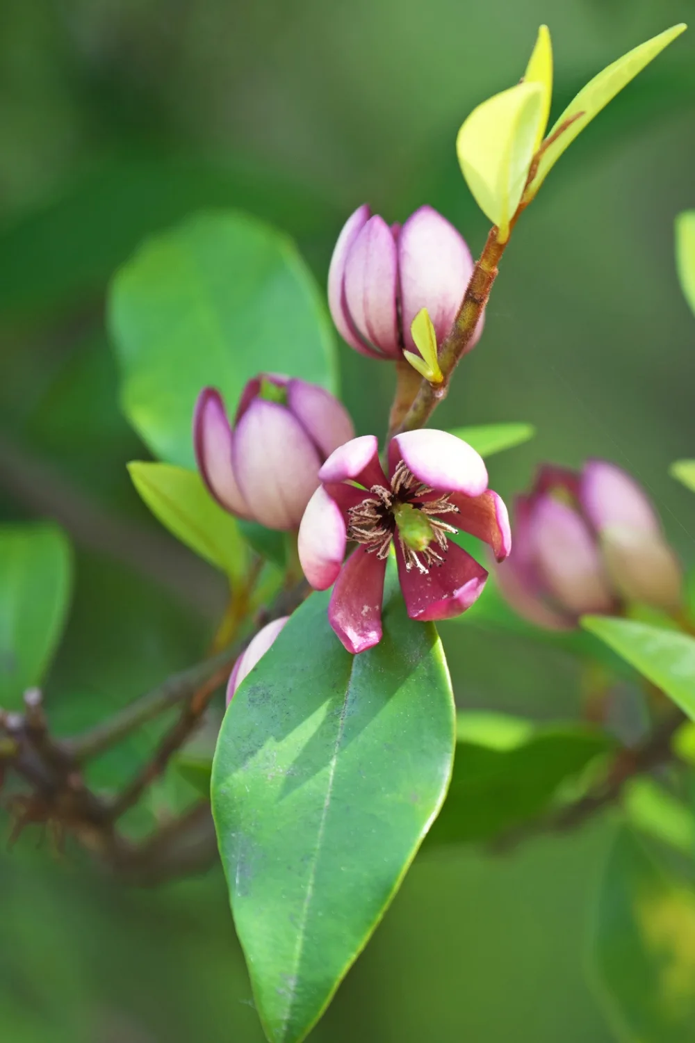 8 fragrant flowers for the sweetest smelling garden