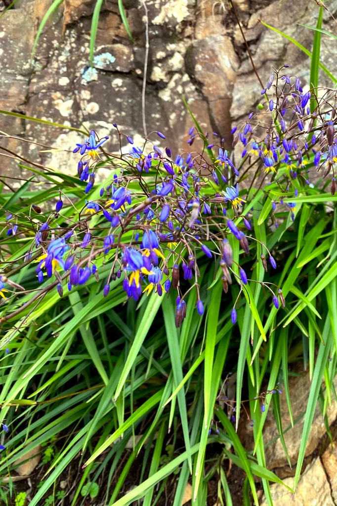 The best native alternatives to agapanthus