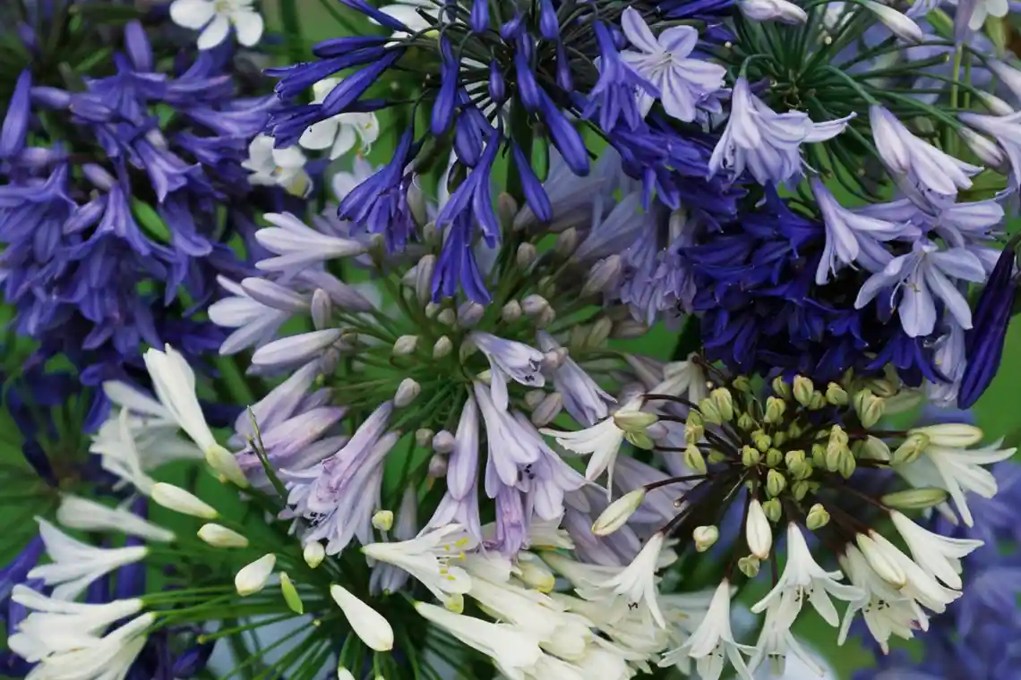 New Australian Native Plants That Survive Extreme Heat - Better Homes ...