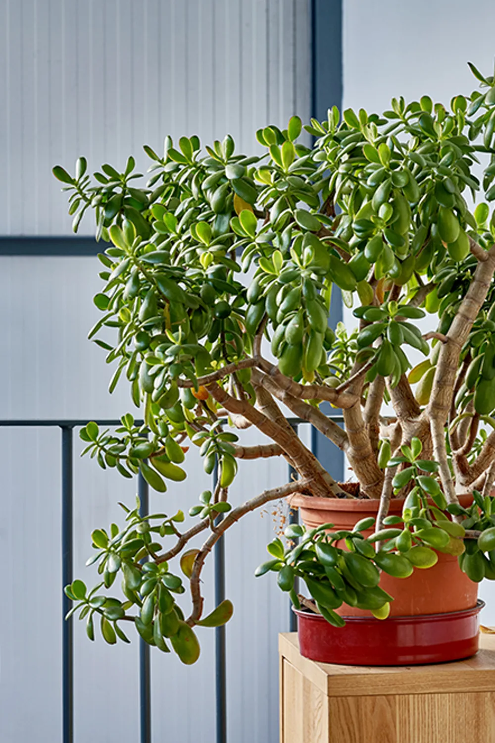 Jade Plants: How to Grow a Money Tree | Better Homes & Gardens Australia