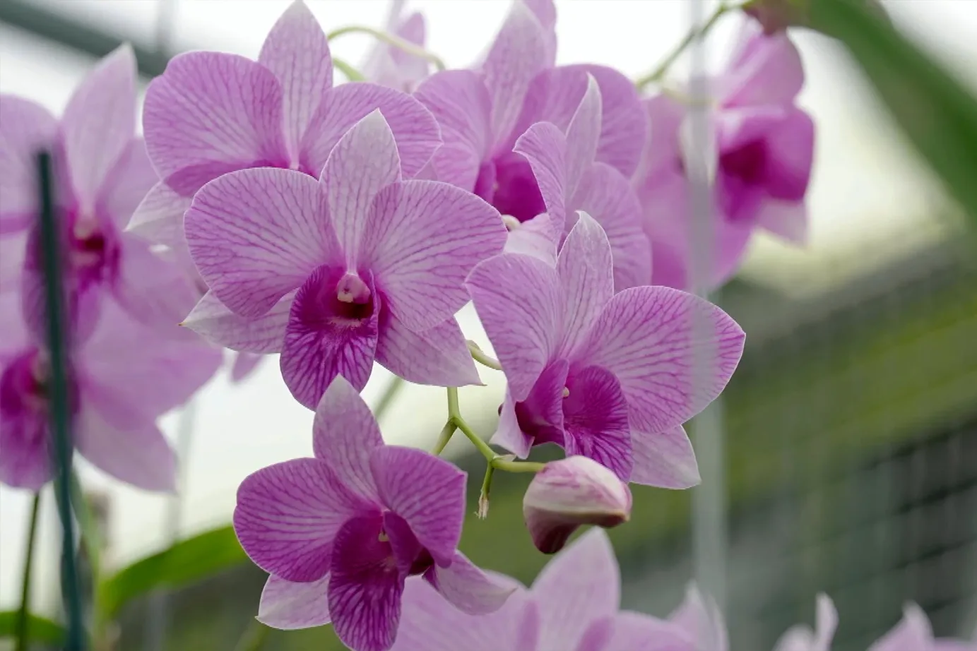 How to look after and care for your orchids