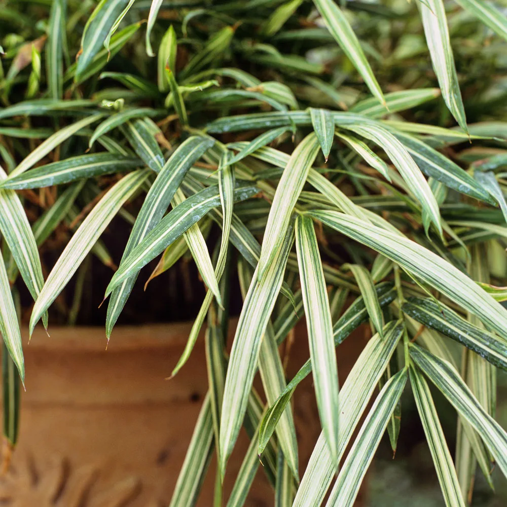 10 different types of bamboo | Better Homes & Gardens Australia