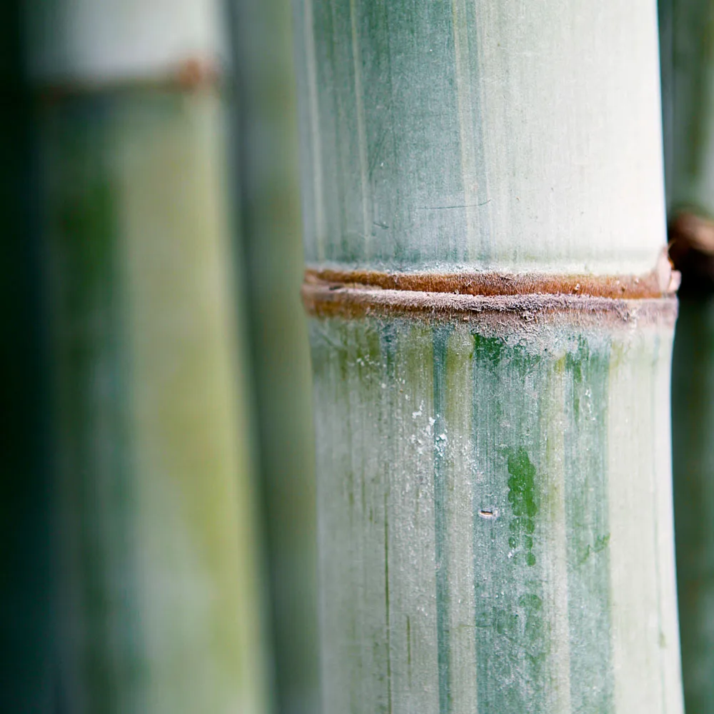 The best of clumping bamboo - Better Homes & Gardens Australia