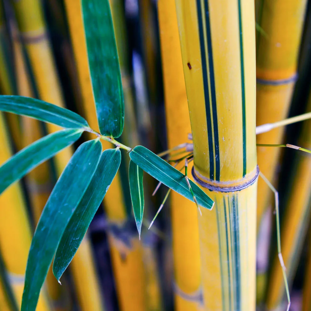 The best of clumping bamboo - Better Homes & Gardens Australia