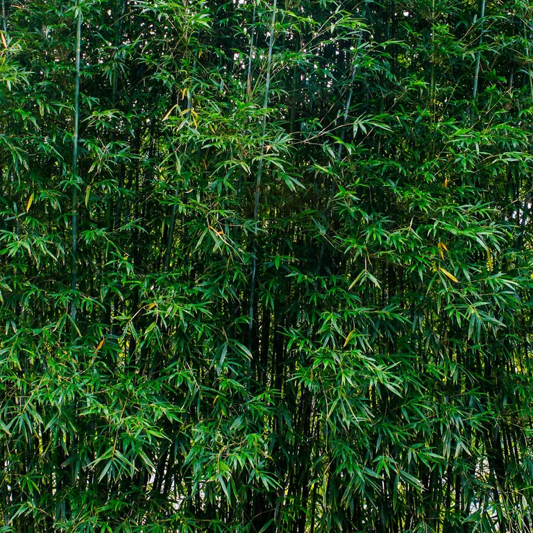 The best of clumping bamboo - Better Homes & Gardens Australia
