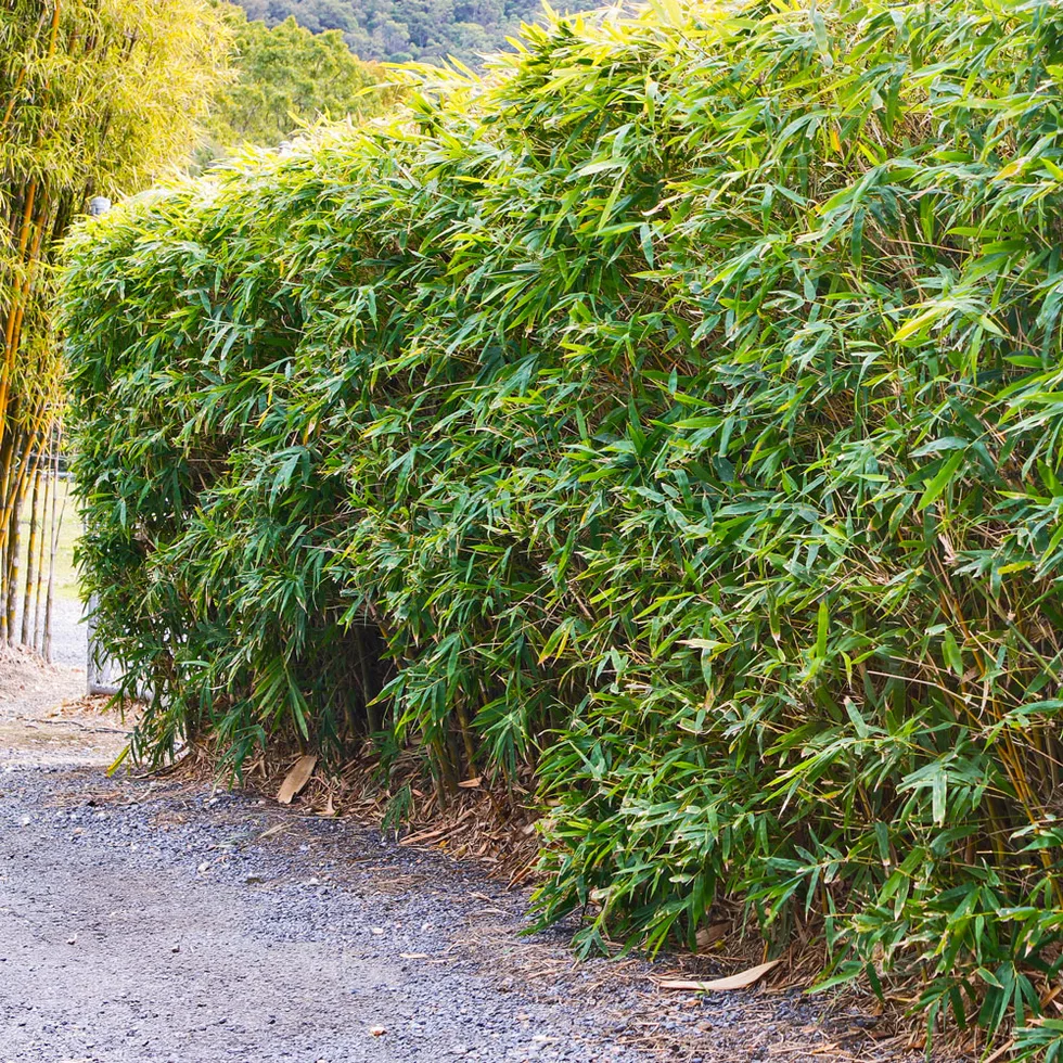 The best of clumping bamboo - Better Homes & Gardens Australia