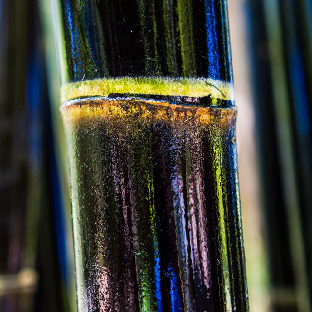 The best of clumping bamboo - Better Homes & Gardens Australia