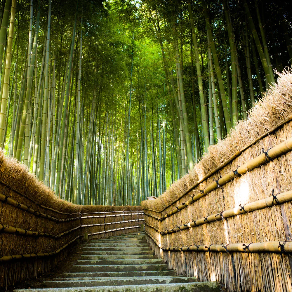 How to grow bamboo | Better Homes & Gardens Australia