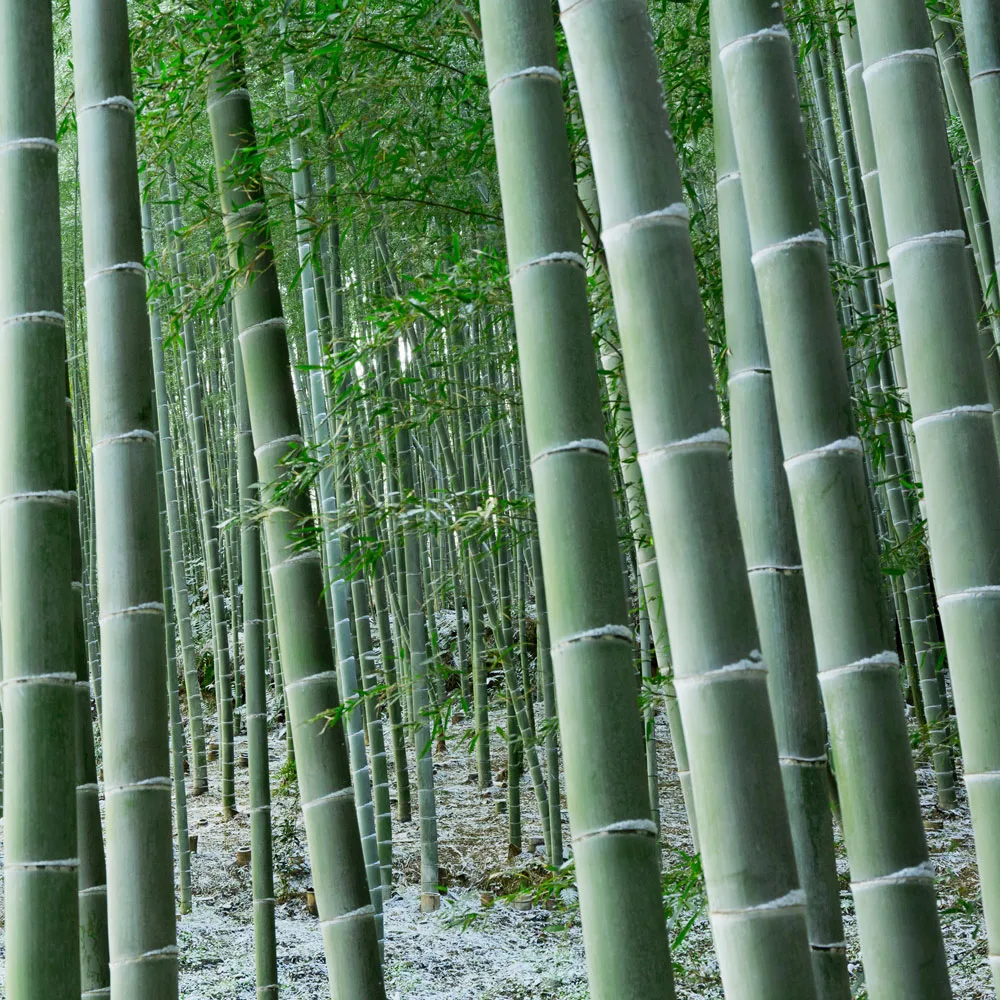 How to grow bamboo | Better Homes & Gardens Australia